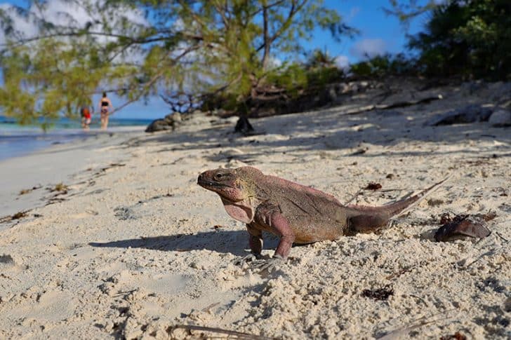 The Bahamas in July: The Ultimate Traveler's Guide